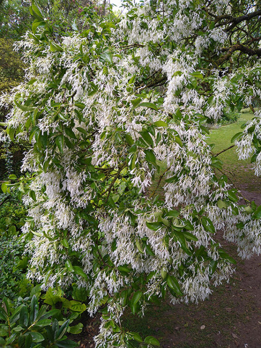 Plant focus: Fringe Tree – Chionanthus retusus – Highdown Gardens